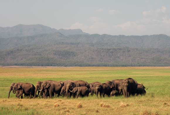 Flora & Fauna, Jim Corbett National Park, Ramnagar, Nainital, Uttarakhand,